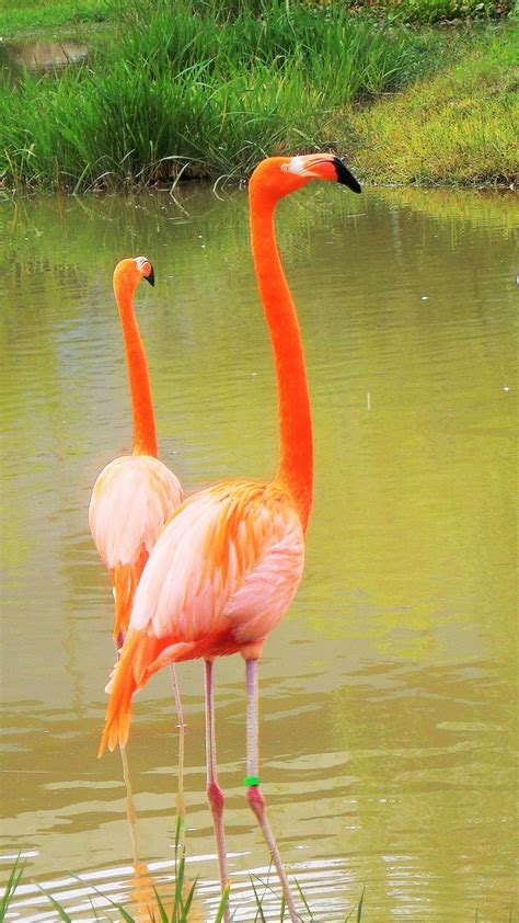 ใหม่ นกฟลามิงโก Flamingo ภาพฟรีบน Pixabay