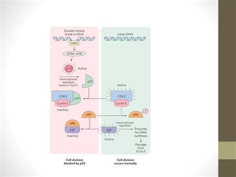 Cyclin Dependent Kinases Pptx Endocrine And Metabolic Diseases Diseases And Conditions