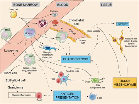 Phagocytic Cells And The Reticuloendothelial System Creative Diagnostics