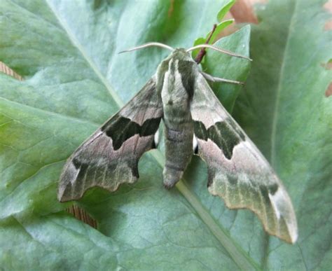 Lime Hawk Moth Naturespot