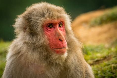 Climate Policys Search For The 100th Monkey Resilience