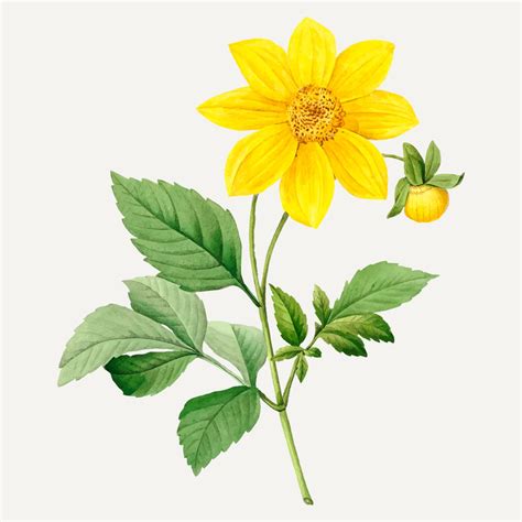 大丽花植物插图载体从皮埃尔·约瑟夫·雷多特的艺术作品中重新混合而成 u0026eacute；素材 高清图片 摄影照片 寻图免费打包下载