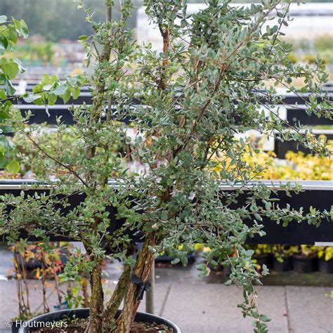 Quercus Suber Houtmeyers Plantencentrum En Boomkwekerij Laakdal
