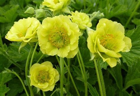 Assorted Perennials