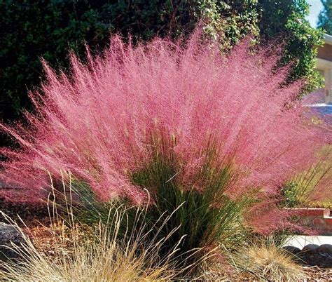 30 Rare Purple Love Grass Seedseragrostis Spectabilistufted Love