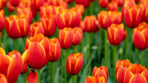 Los Tulipanes Rojos Y Amarillos Florecen En Un Jardín Foto Imagen De