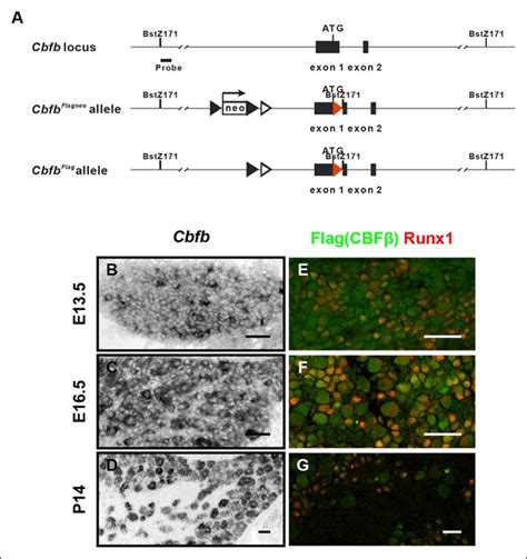 Figures And Data In Extrinsic And Intrinsic Signals Converge On The