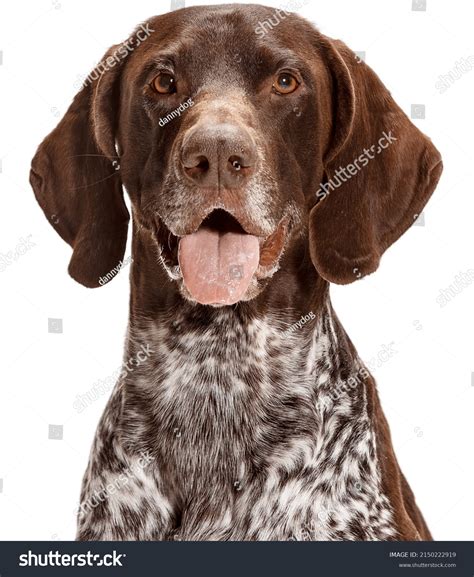 Brown English Pointer