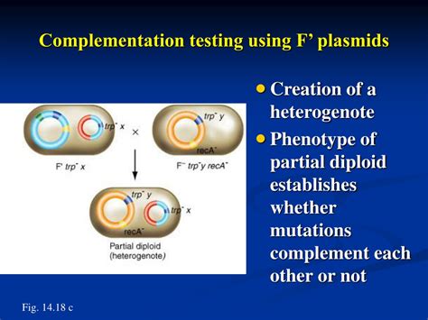 Ppt Genetic Analysis Of Bacteria Probing The Prokaryotic Chromosome Powerpoint Presentation