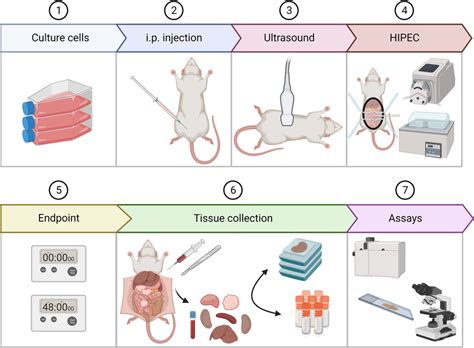 an overview of the experimental design after rats were injected with