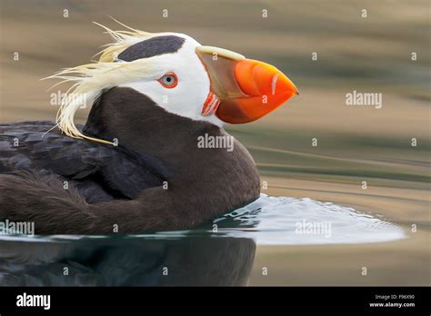 Tufted Puffin Fratercula Cirrhata Swimming On The Ocean Near The Coast Of Washington State