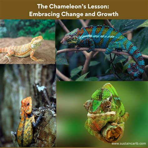 the chameleon a lesson in adaptability and growth 🦎