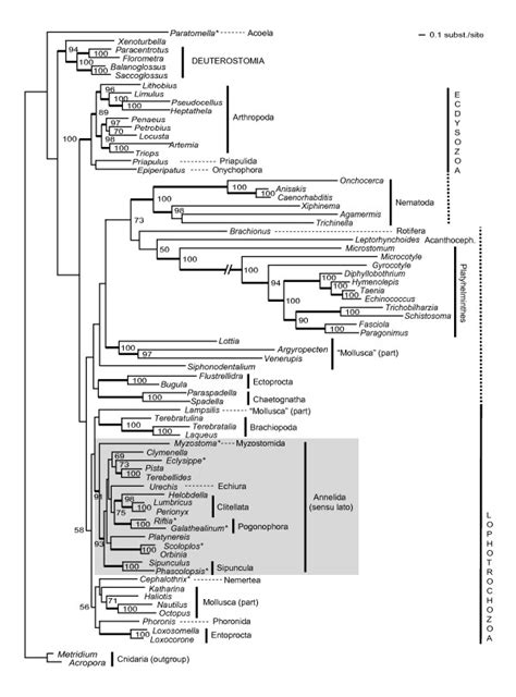 Best Tree From The Maximum Likelihood Analysis Inferred From The