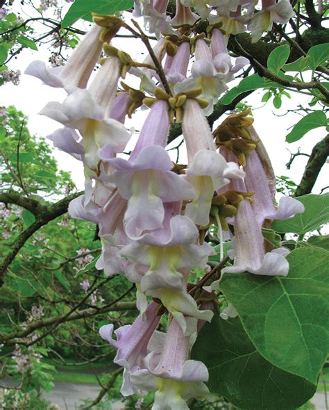 Invasive Princess Tree