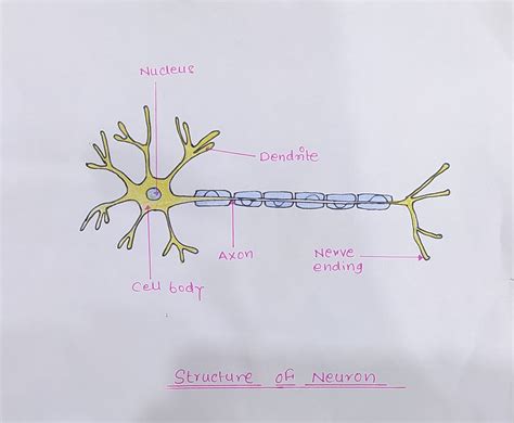 Neuron Diagram With Labels