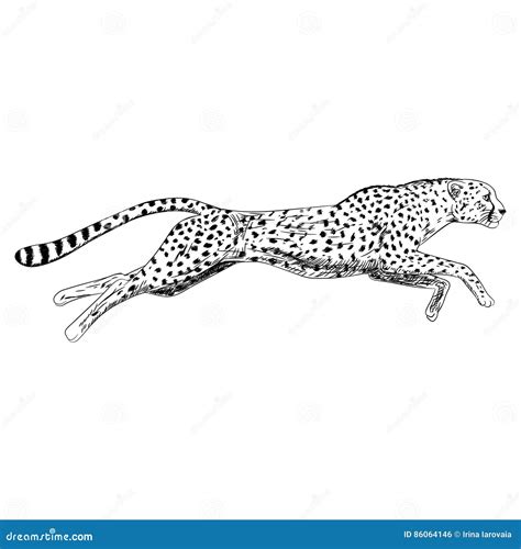 Cheetah Drawing Running Global Gallery 12 X 18 In Cheetah Running
