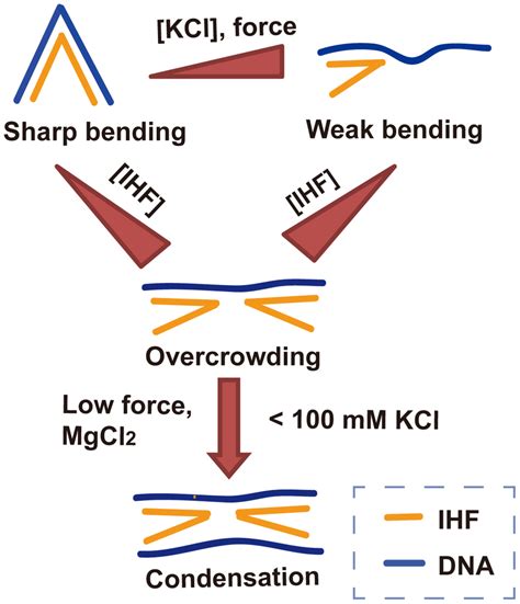 Schematic Model Of IHF DNA Interaction The Conformational States Of Download Scientific