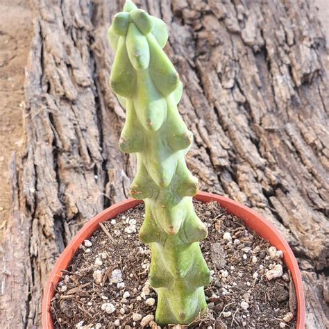 Myrtillocactus Geometrizans Boobie Cactus Desertscapesucculent
