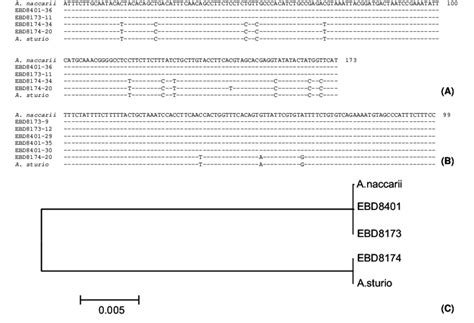 A Multiple Alignment Of Two Sequences Of A Cytochrome B Gene Fragment