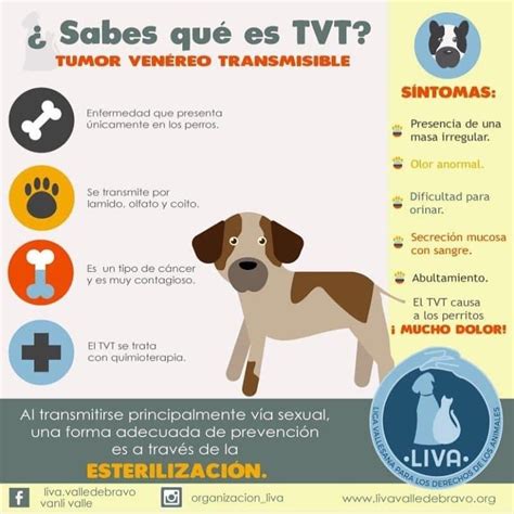 Tumor VenÉreo Transmisible Perros Enfermos Enfermería Veterinaria
