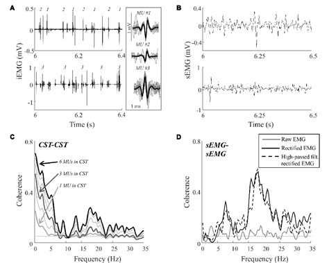 Figure 1 From Coherence Of The Surface Emg And Common Synaptic Input To Motor Neurons Semantic