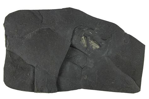 Two Pyritized Triarthrus Trilobites With Appendages New York 280088