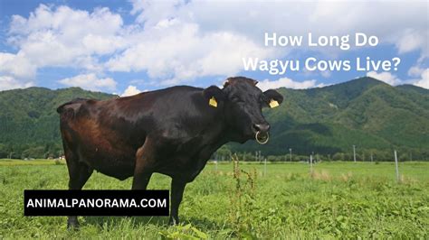 How Long Do Wagyu Cows Live?