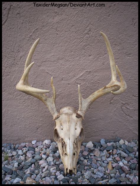 Whitetail Deer Skull Taxidermegsan By Taxidermegsan On Deviantart