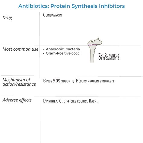 Immunology Microbiology Glossary Clindamycin Ditki Medical