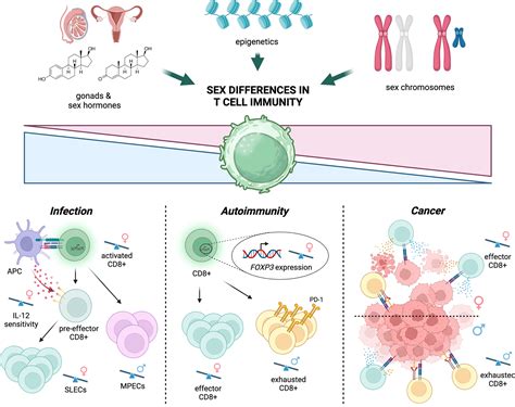 sex differences in cd8 t cell responses during adaptive immunity