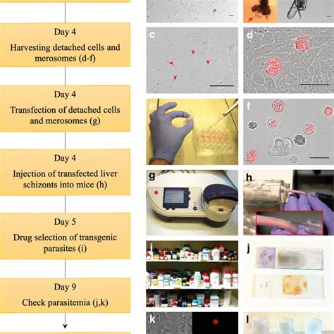 Workflow And Visualization Of Critical Protocol Steps A Optimal