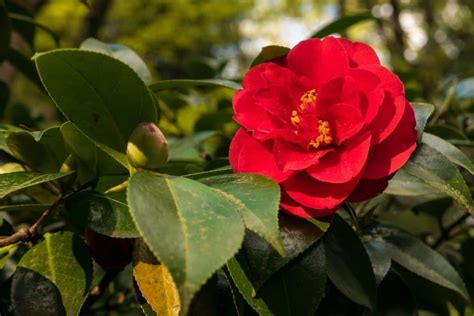 Camellia Flower Meaning And Jaw Dropping Symbolism Florgeous