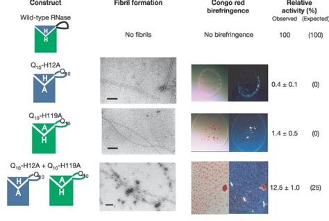 Properties Of The Rnase A Amyloid Like Fibrilsthe Hinge Loop Region Of