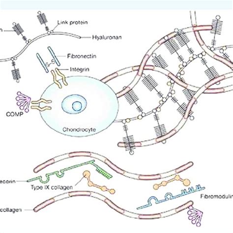 Pdf The Basic Science Of Articular Cartilage Structure Composition