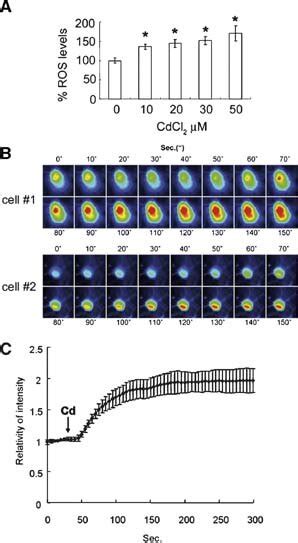 A Rise Of Ros And Intracellular Calcium Levels In Astrocytes By Cdcl2