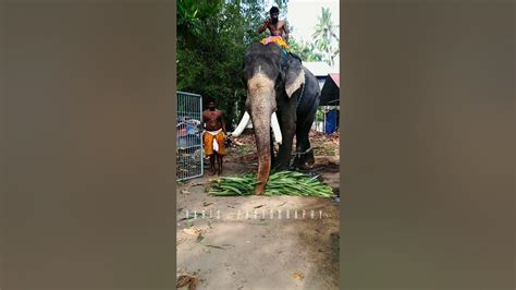 Moothakunnam Pathmanabhan 2023status Kerala 2023 Youtube