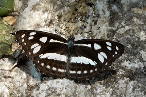 Phaedyma Columella Bugsalive
