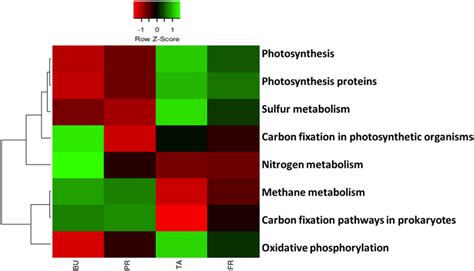 Heatmap Showing List And Relative Abundance Of Energy Metabolic