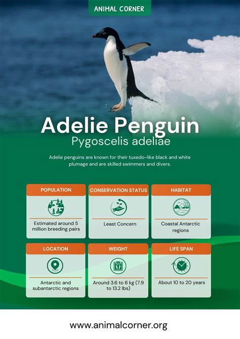Adelie Penguin Facts Diet And Habitat Information