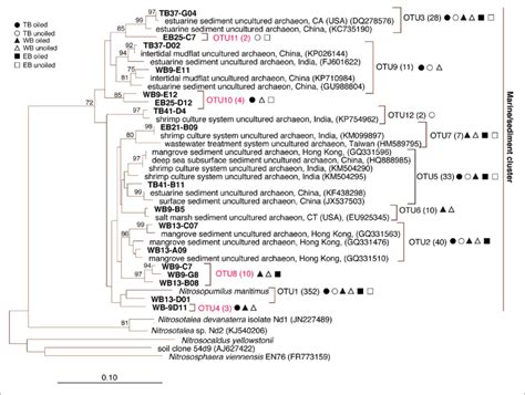 Phylogenetic Relationships Among Archaeal Ammonia Monooxygenase Genes Download Scientific