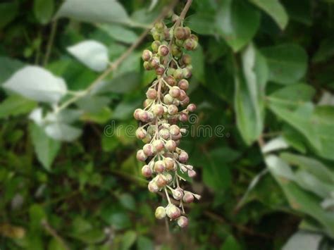 Photo Of Tiny Fruit Of Wild Plants On The Edge Of The Forest Around My