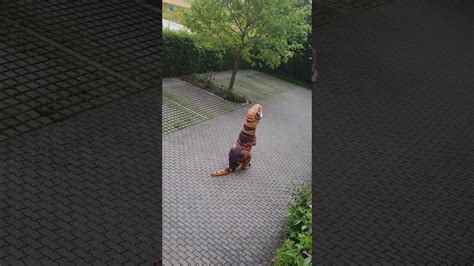 Dino auf dem Parkplatz - YouTube