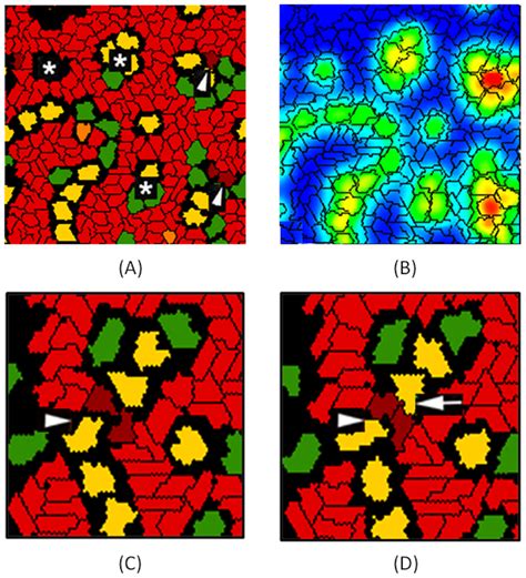 Phenotypic And Emergent Properties Of Simulated Capillary Plexus A B