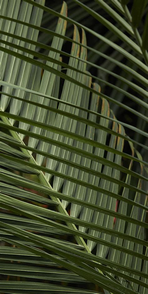 유토이미지 열대기후의 자연 숲 식물 녹색 잎 열대식물로 만든 창의적인 레이아웃