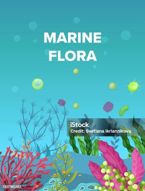 바다 수중 해양 배경 아쿠아 식물 산호초 수중 해초 식물 바다 식물 조류 라미나리아 바다 이끼 열대 바다 식물해양 바닥 수중 생활 대양저에 대한 스톡 벡터 아트 및 기타