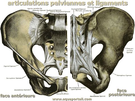 Articulation Définition Et Explications