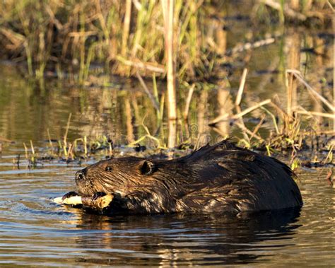 Beaver Eating Tree
