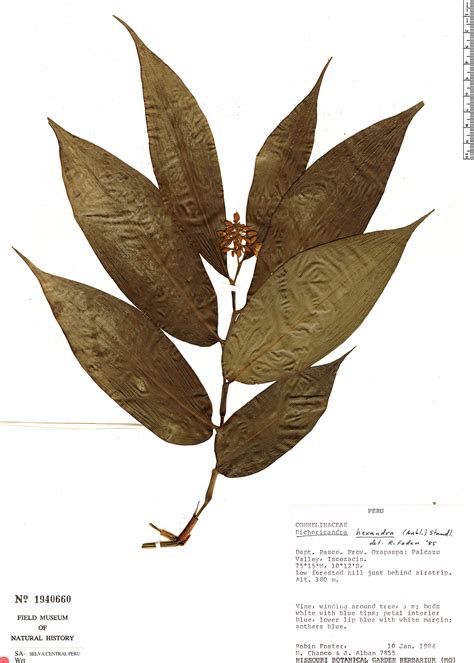Dichorisandra Hexandra Rapid Reference The Field Museum