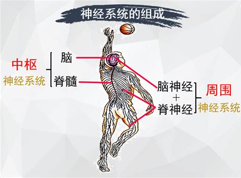 机器学习 10 神经网络 csdn博客