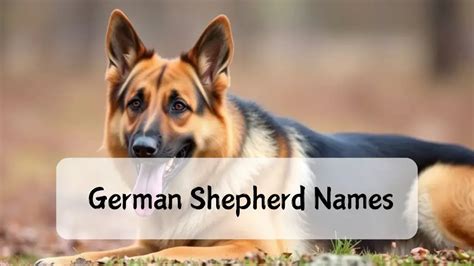 600 German Shepherd Names Cool Unique And Powerful Ideas